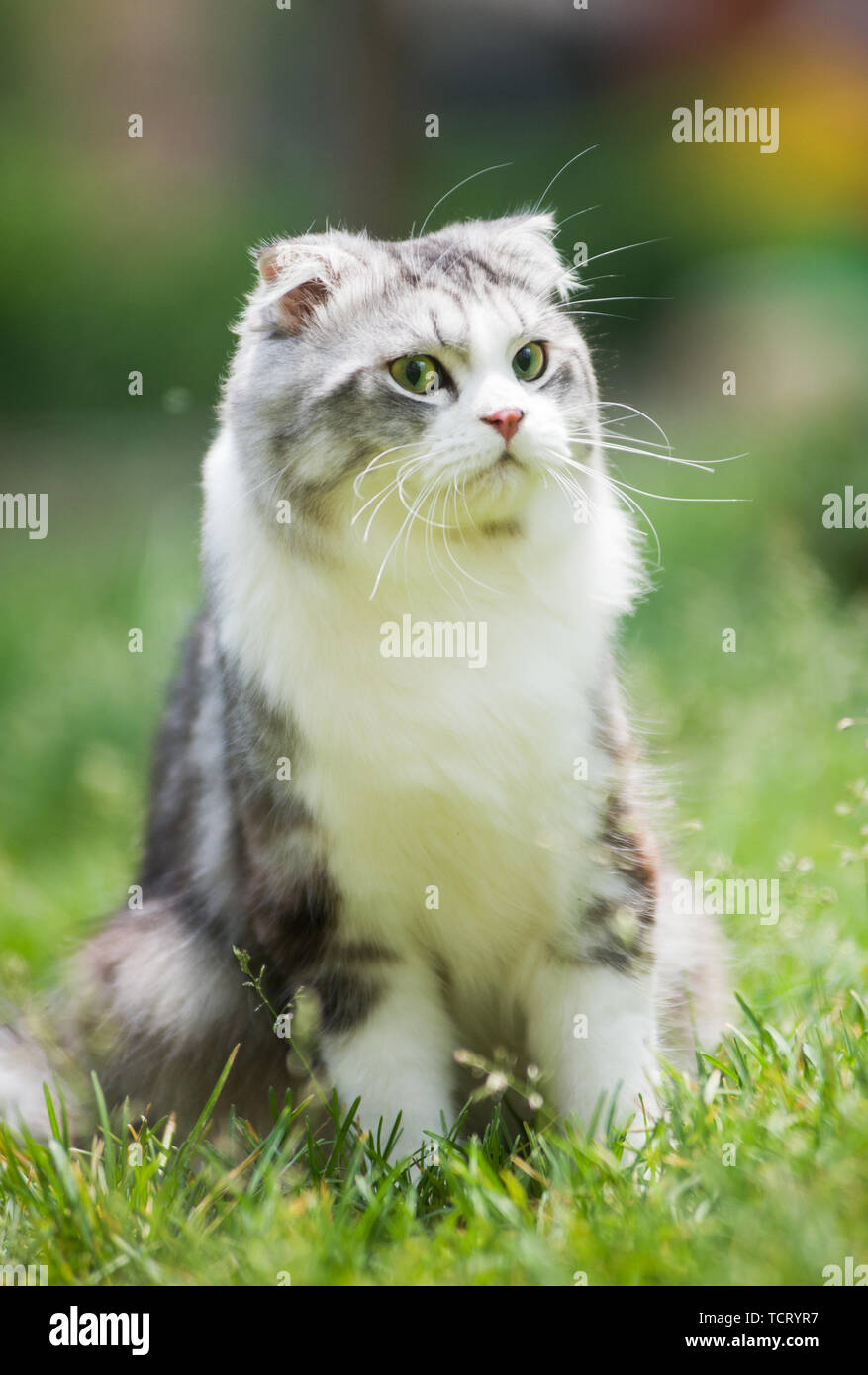 Scottish Eared Cat Stock Photo - Alamy
