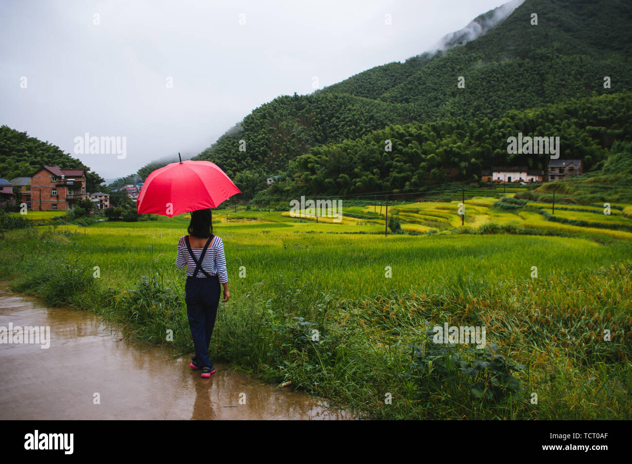 Rural rice terraces in the rain Stock Photo - Alamy