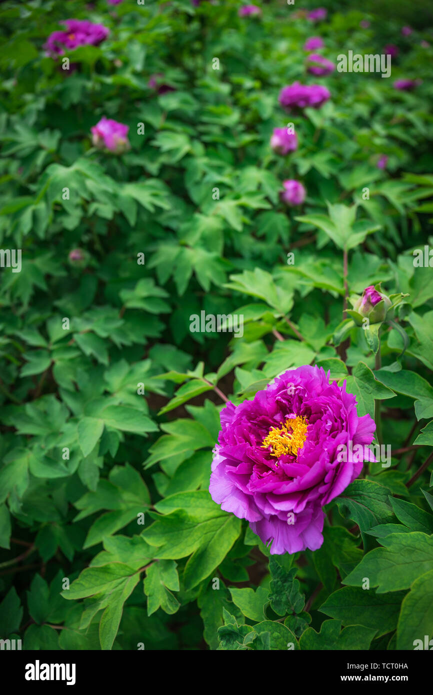 Luoyang peonies hi-res stock photography and images - Alamy
