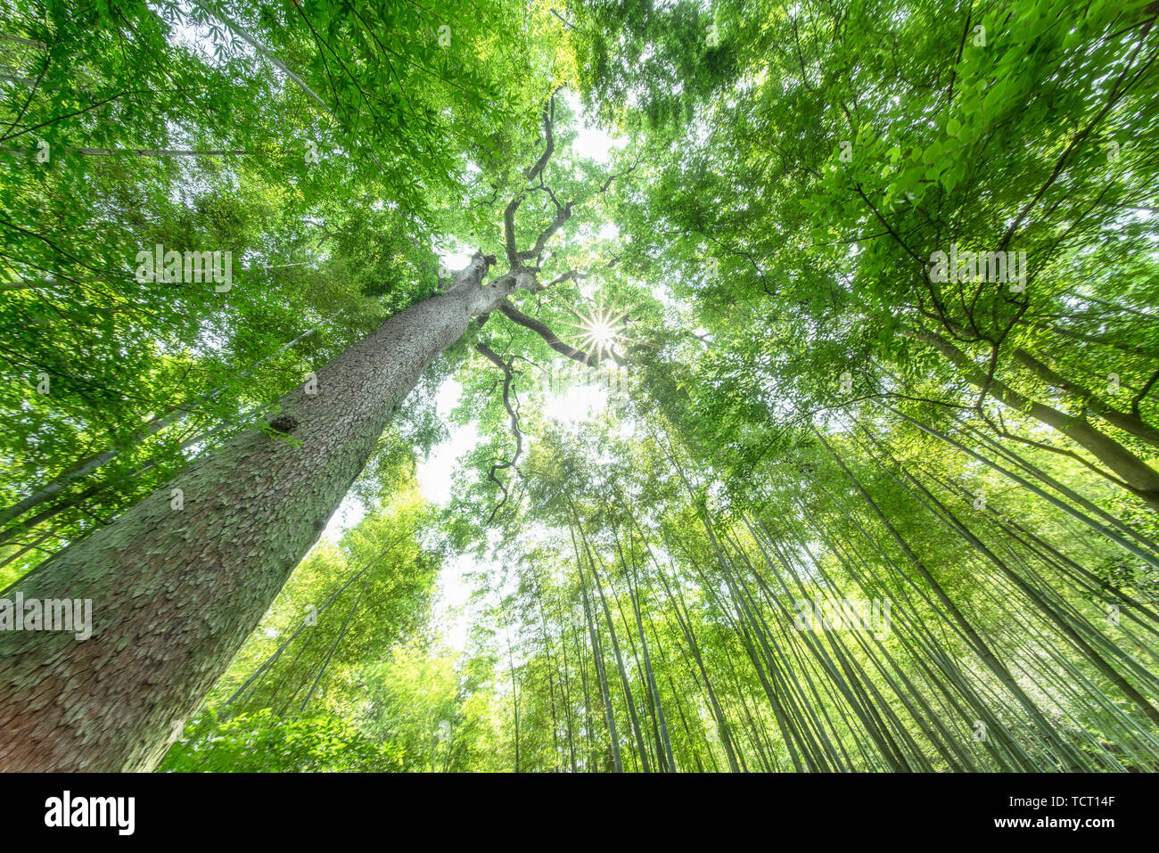 A big tree Stock Photo - Alamy