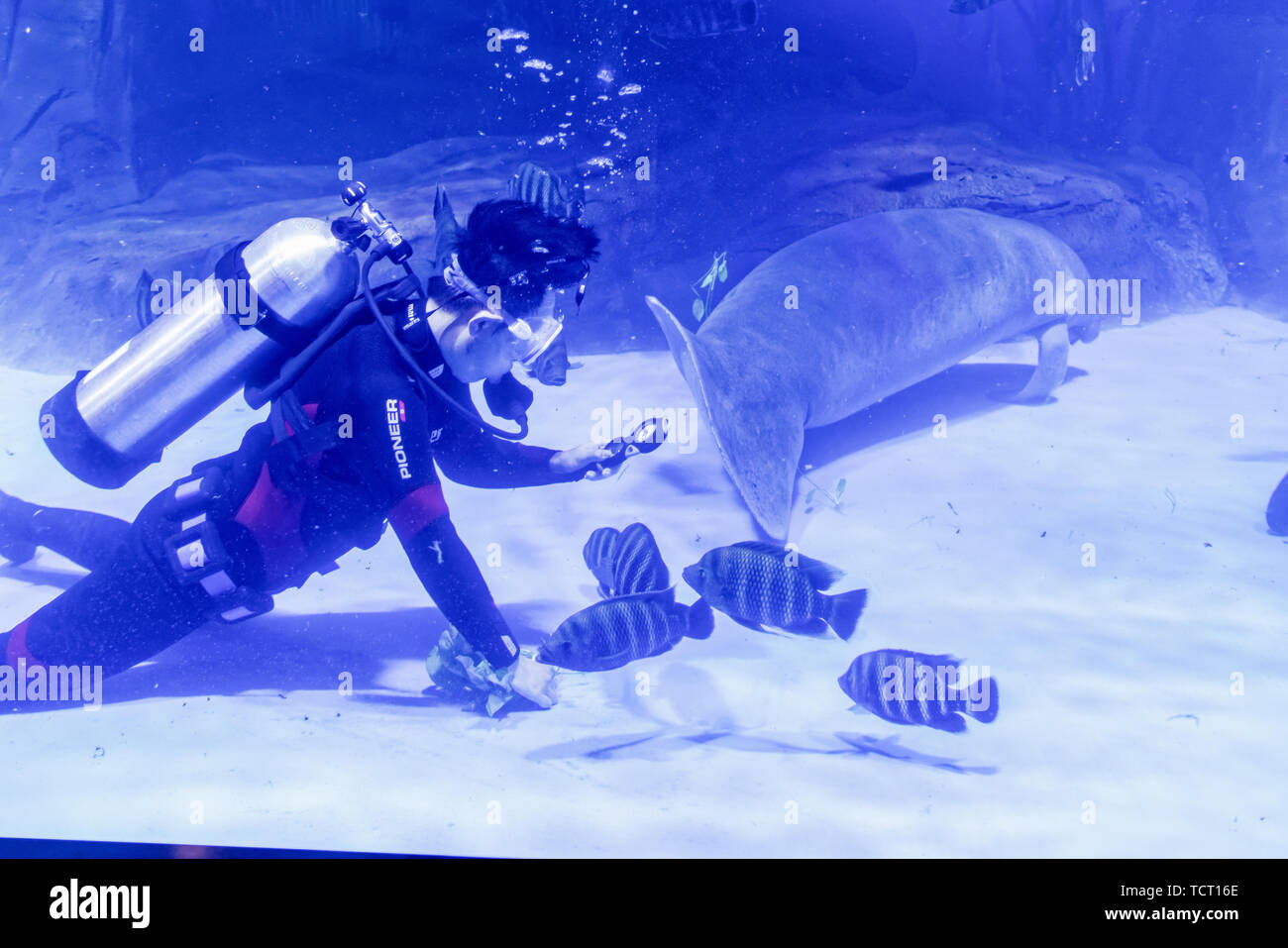 Sea Animal Museum, Shanghai Haichang Ocean Park Stock Photo - Alamy