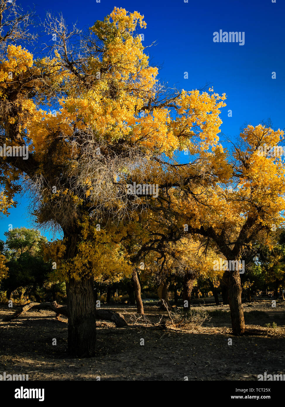 Poplar Scenery in the Blue Sky Desert of Ejina, Inner Mongolia Stock ...