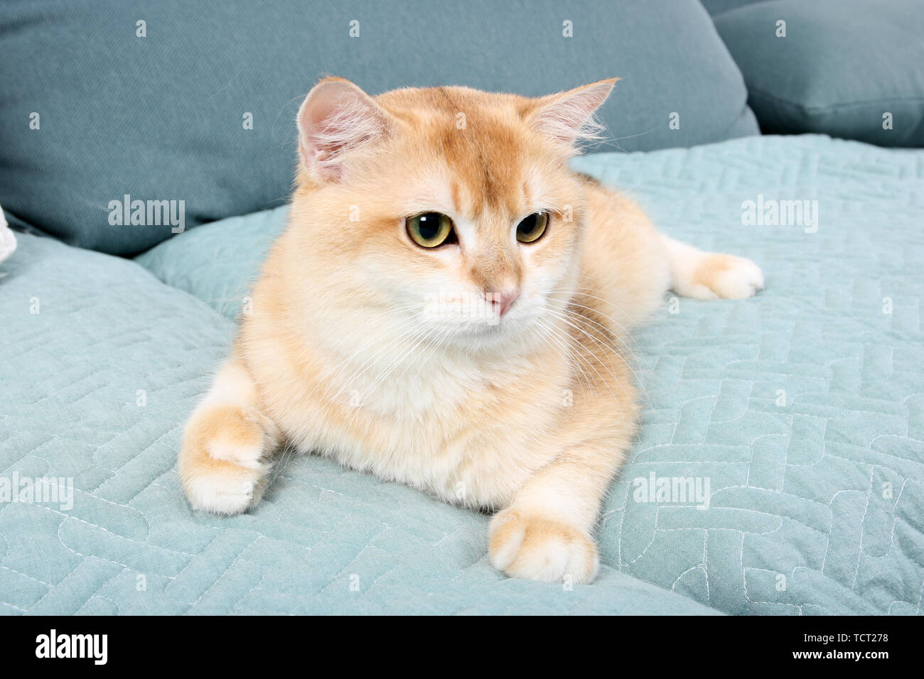 Cute short-haired cat Stock Photo - Alamy