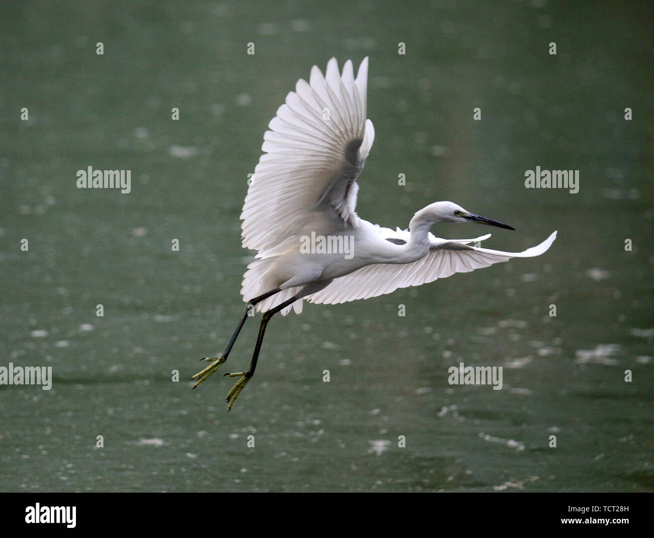 A group of egrets Stock Photo - Alamy