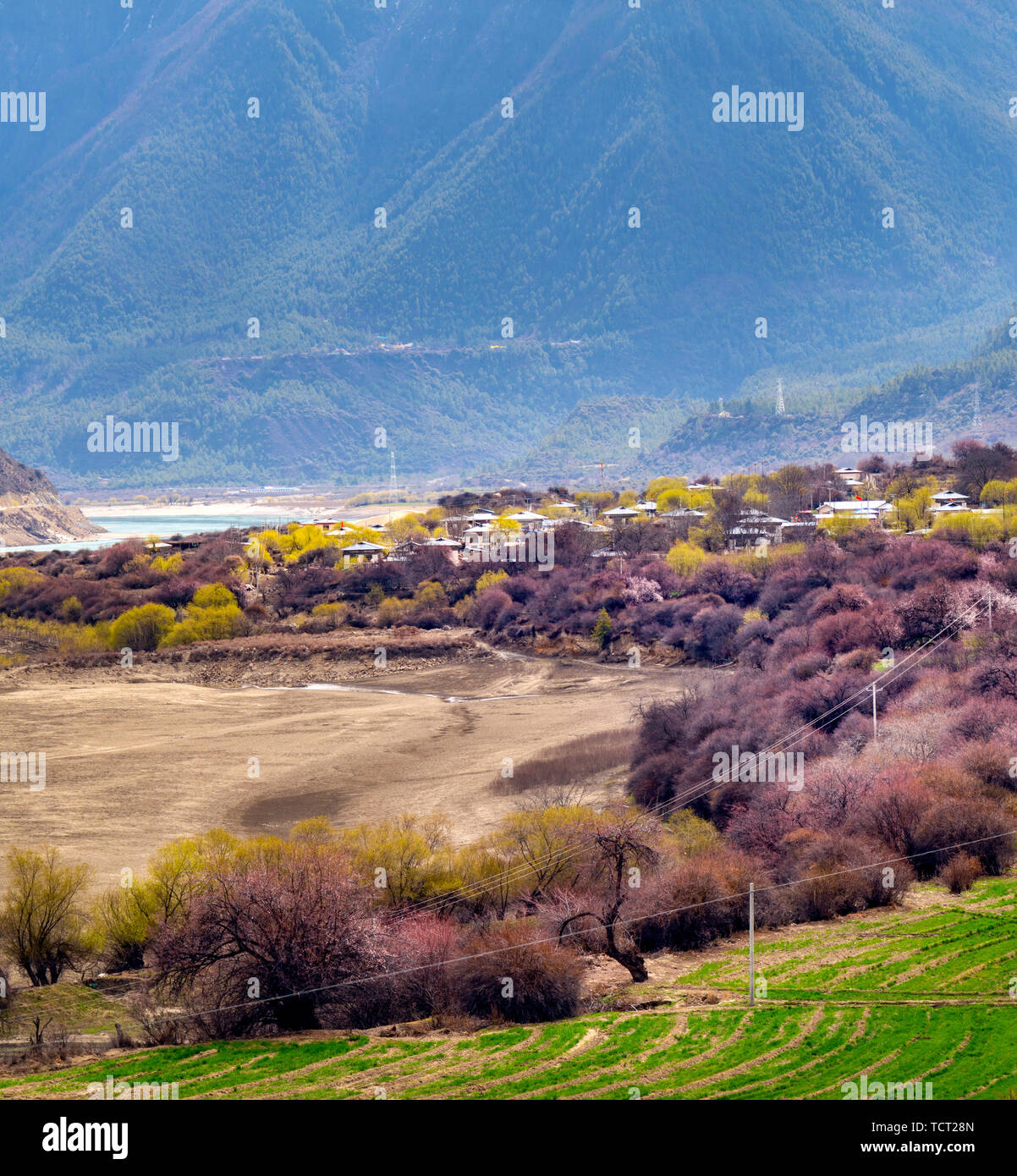 Lin zhi hi-res stock photography and images - Alamy