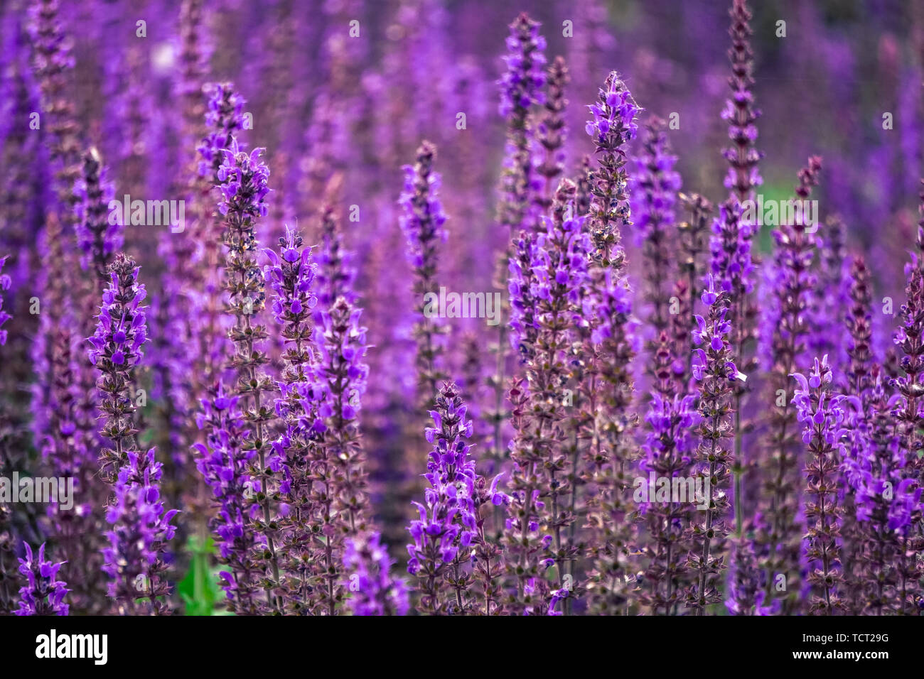 Sea of lavender flowers Stock Photo - Alamy