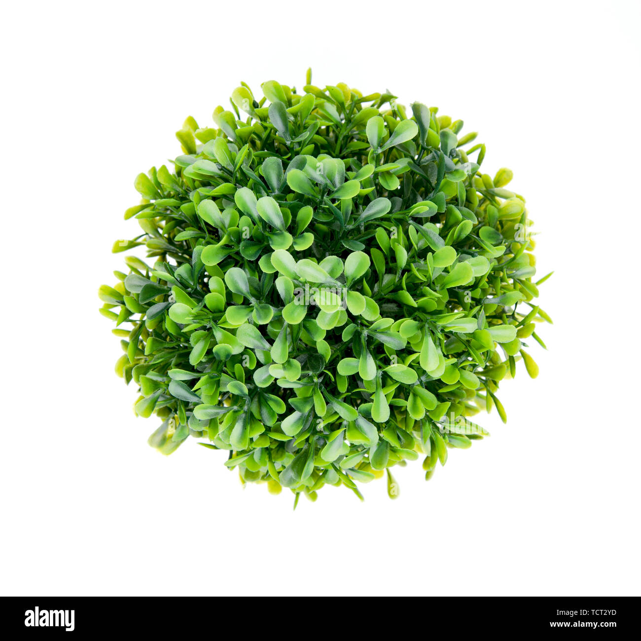 Green bush isolated on a white background Stock Photo - Alamy