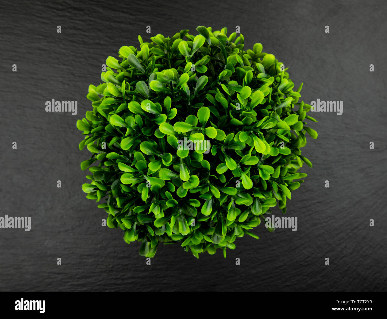 Green bush isolated on a black background Stock Photo - Alamy