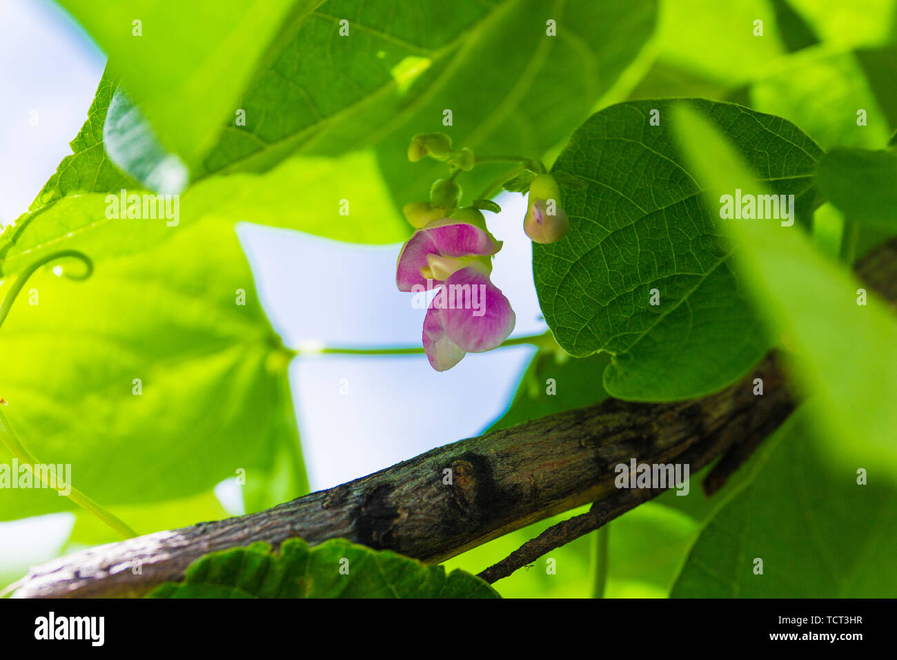 Pink bean hi-res stock photography and images - Alamy