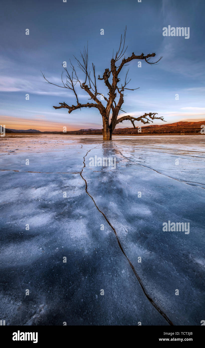 The only tree is strange Stock Photo - Alamy