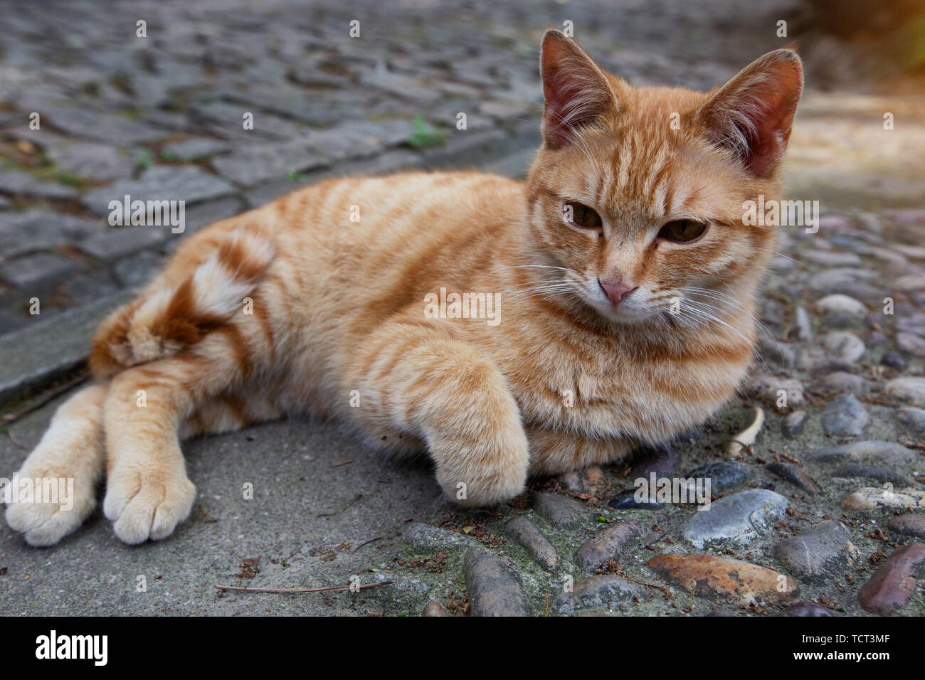 Cat material hi-res stock photography and images - Alamy
