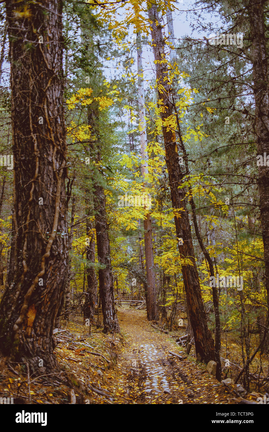 Pomigang cloud primitive forest, Tibet Stock Photo - Alamy