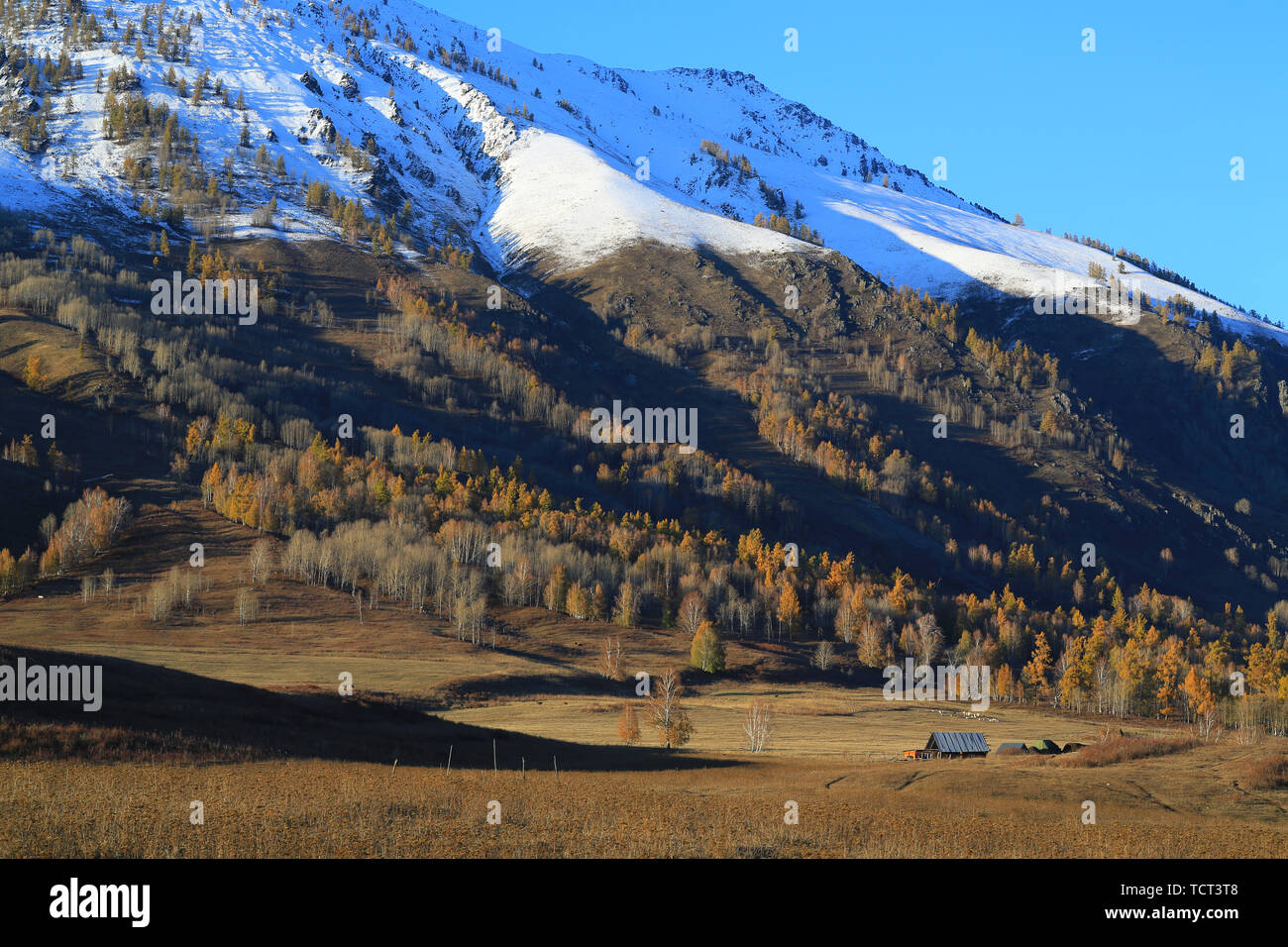 Autumn color of grasses Stock Photo - Alamy
