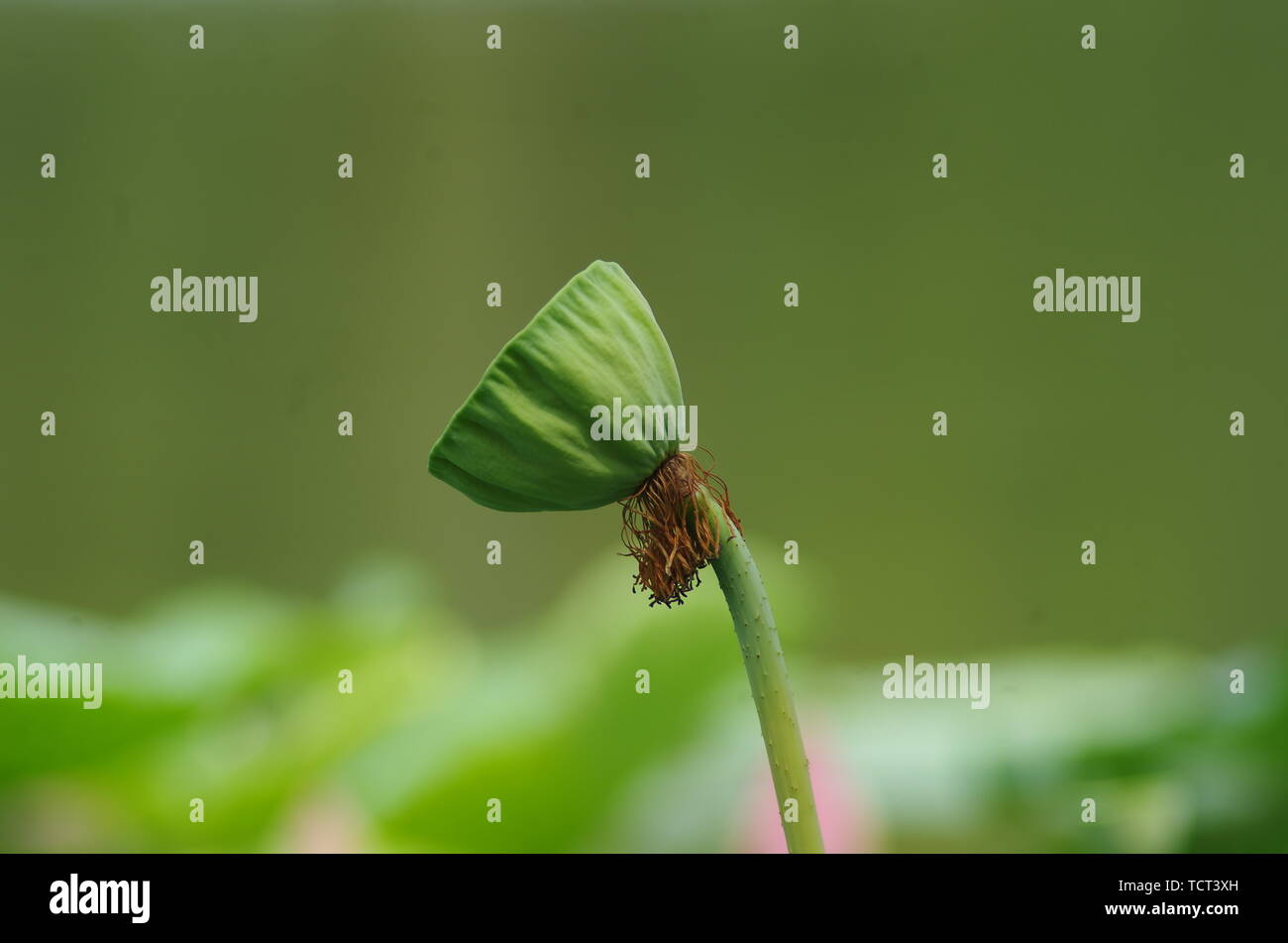 Lotus, Xia Ho, Lotus, Photography Stock Photo - Alamy