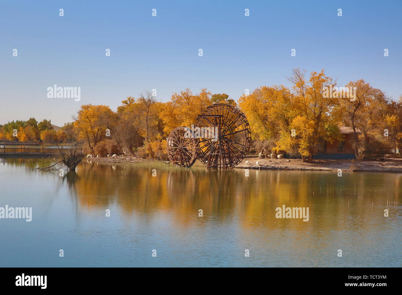 Red Sea Scenic Area, Golden Poplar, Hu Yang, Golden Yellow, Bachu ...