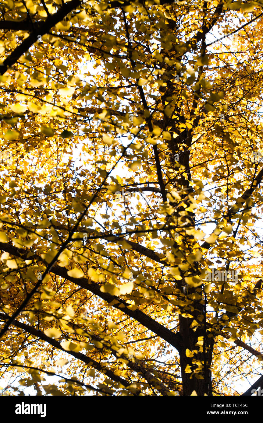 Ginkgo trees in backlight Stock Photo - Alamy