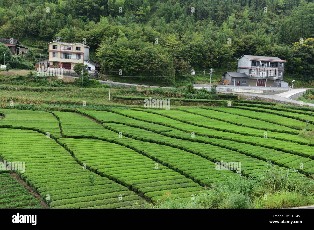 Tea garden scenery Stock Photo - Alamy