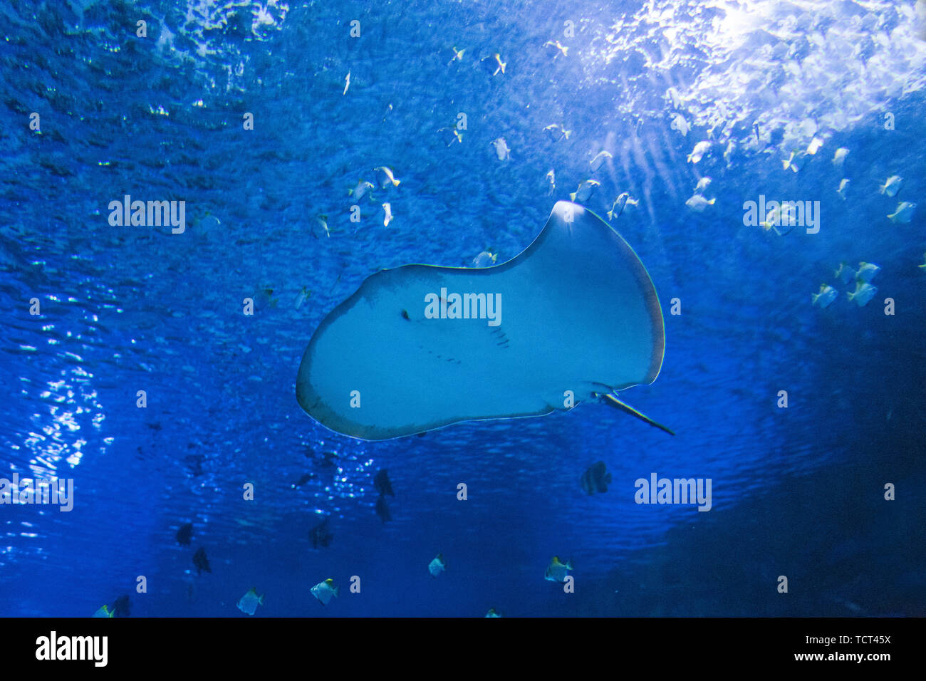 Boss fish urchin hi-res stock photography and images - Alamy