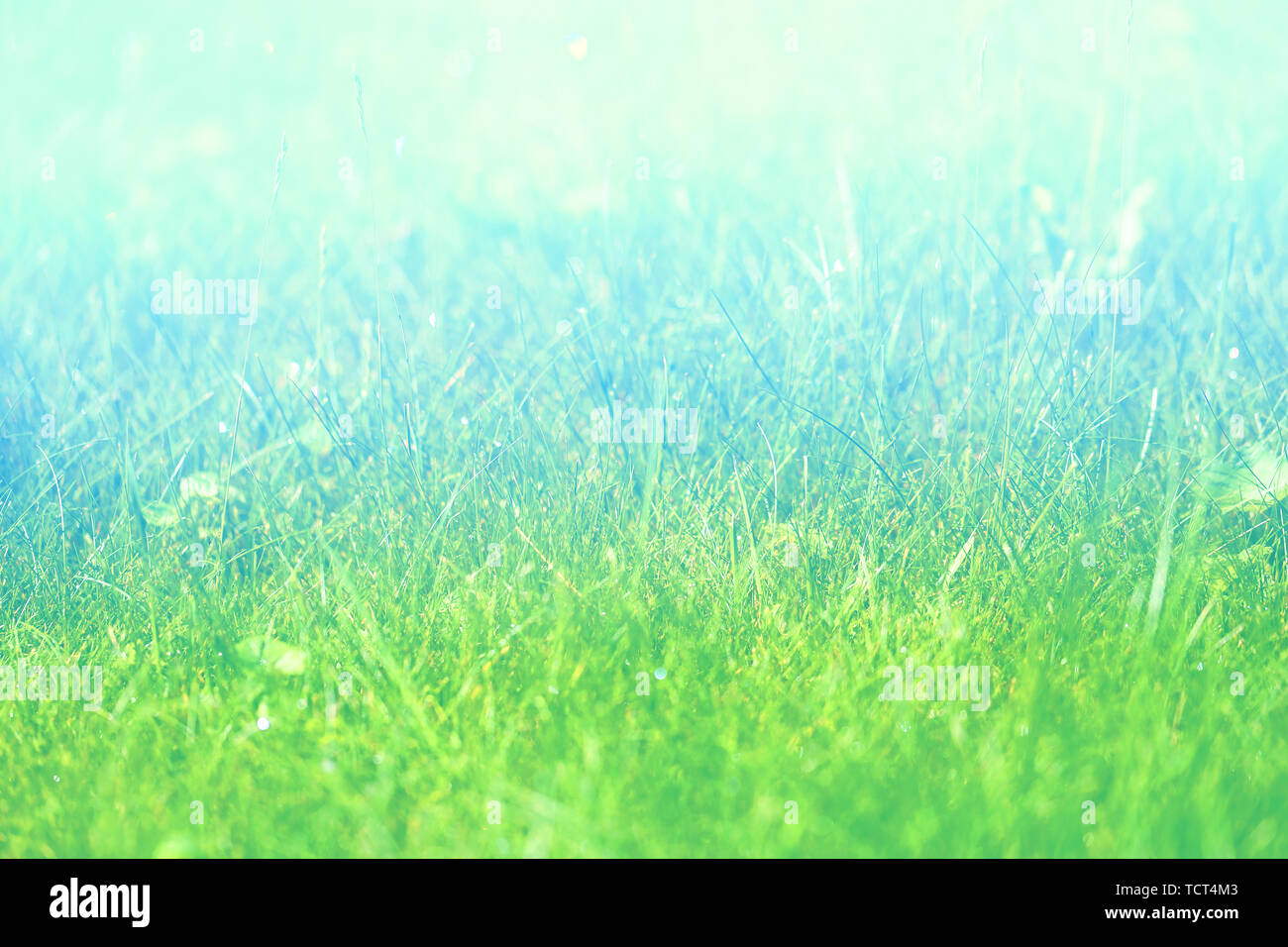 Googlebinggrass hi-res stock photography and images - Alamy