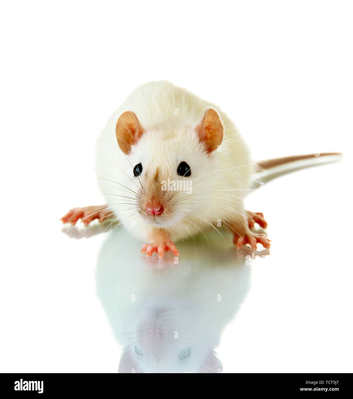 funny little rat, isolated on white Stock Photo - Alamy