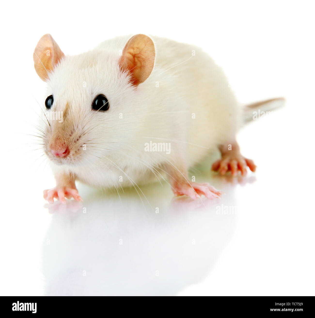 Lab rat with shot hi-res stock photography and images - Alamy