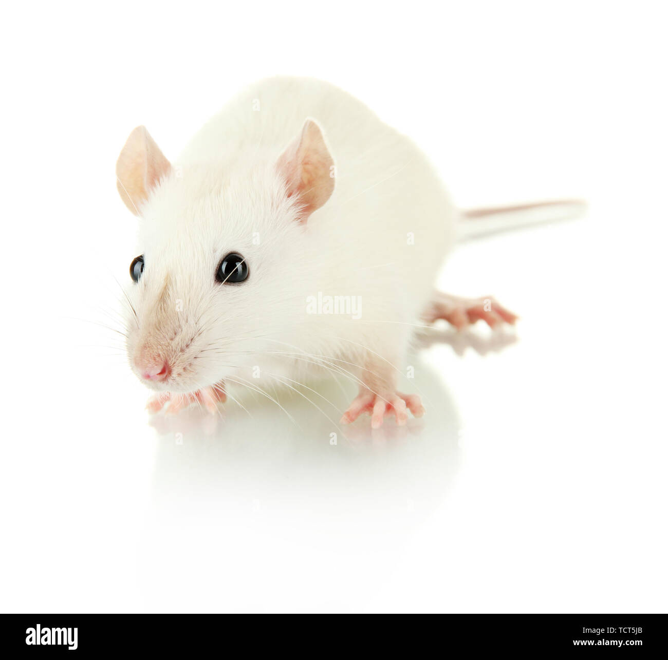 funny little rat, isolated on white Stock Photo - Alamy