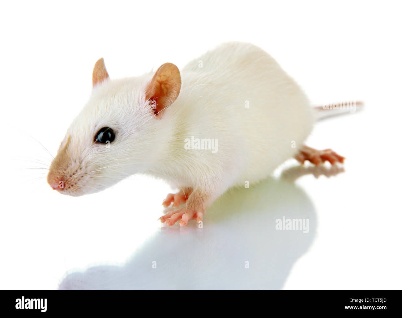funny little rat, isolated on white Stock Photo - Alamy