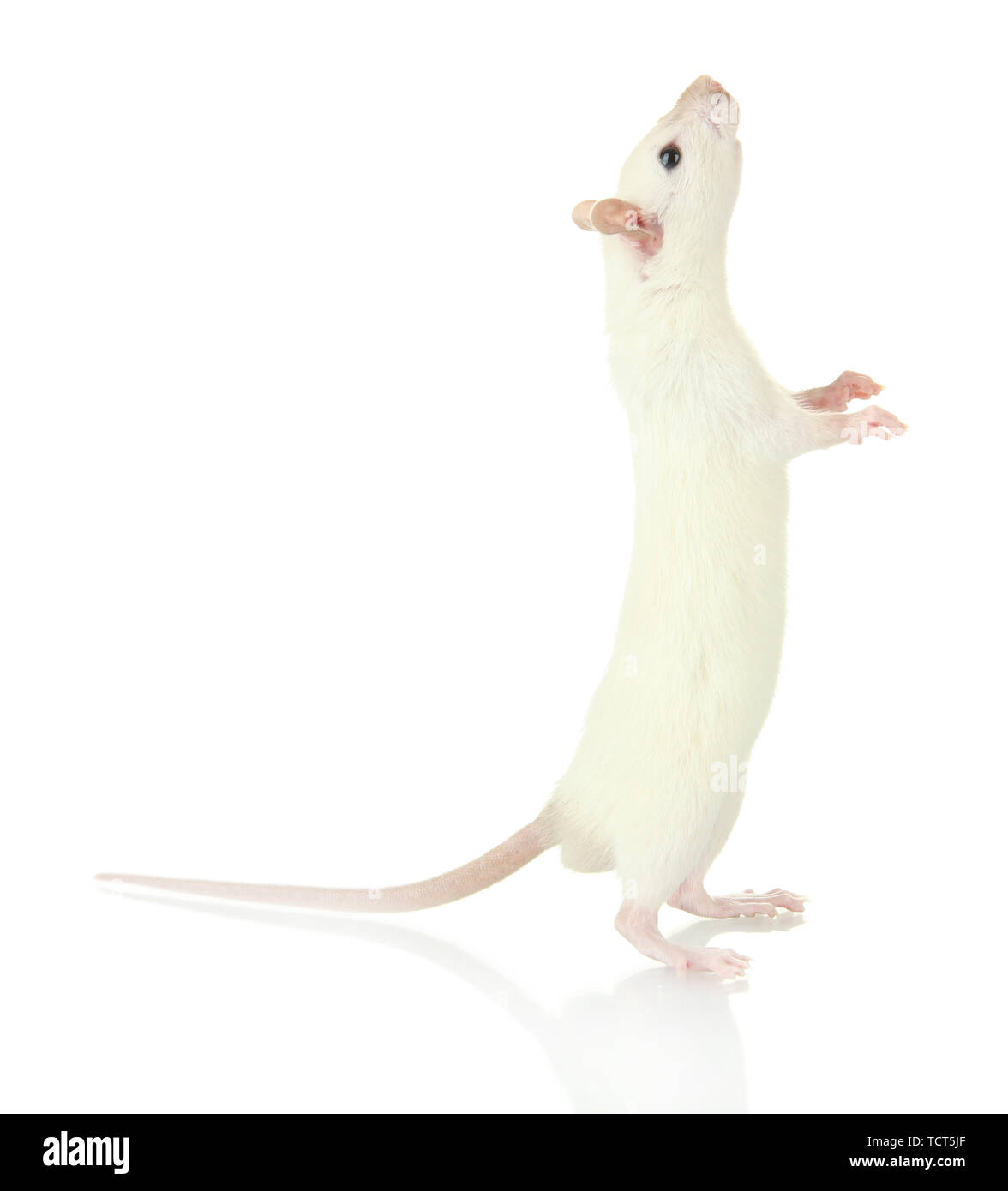 funny little rat, isolated on white Stock Photo - Alamy