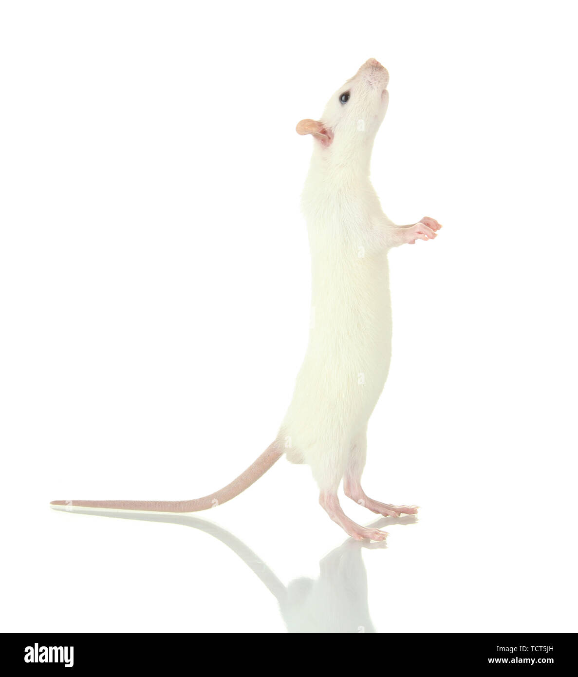 funny little rat, isolated on white Stock Photo - Alamy