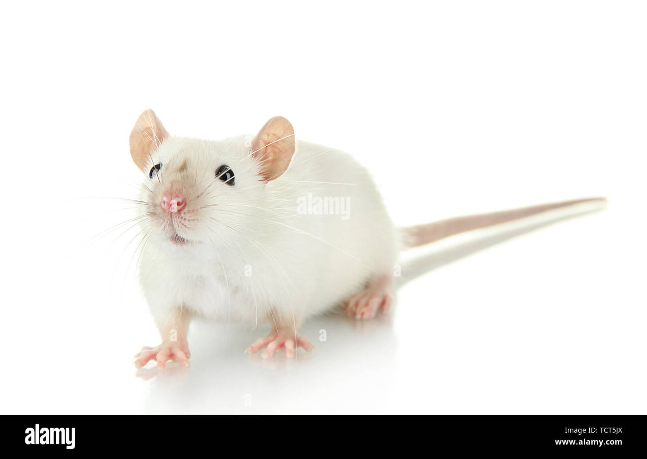 funny little rat, isolated on white Stock Photo - Alamy