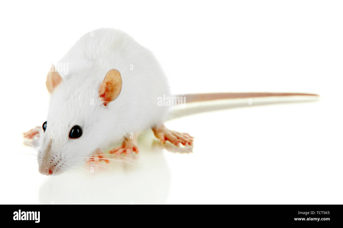funny little rat, isolated on white Stock Photo - Alamy
