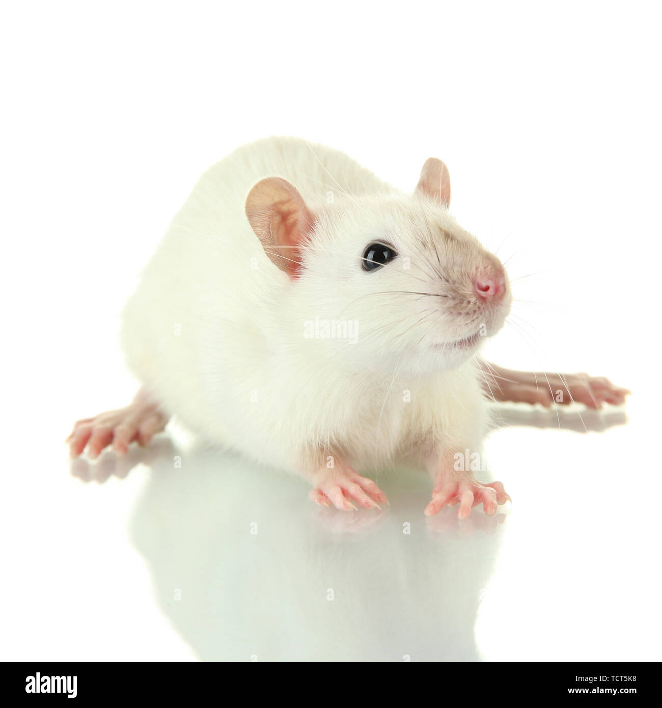 funny little rat, isolated on white Stock Photo - Alamy