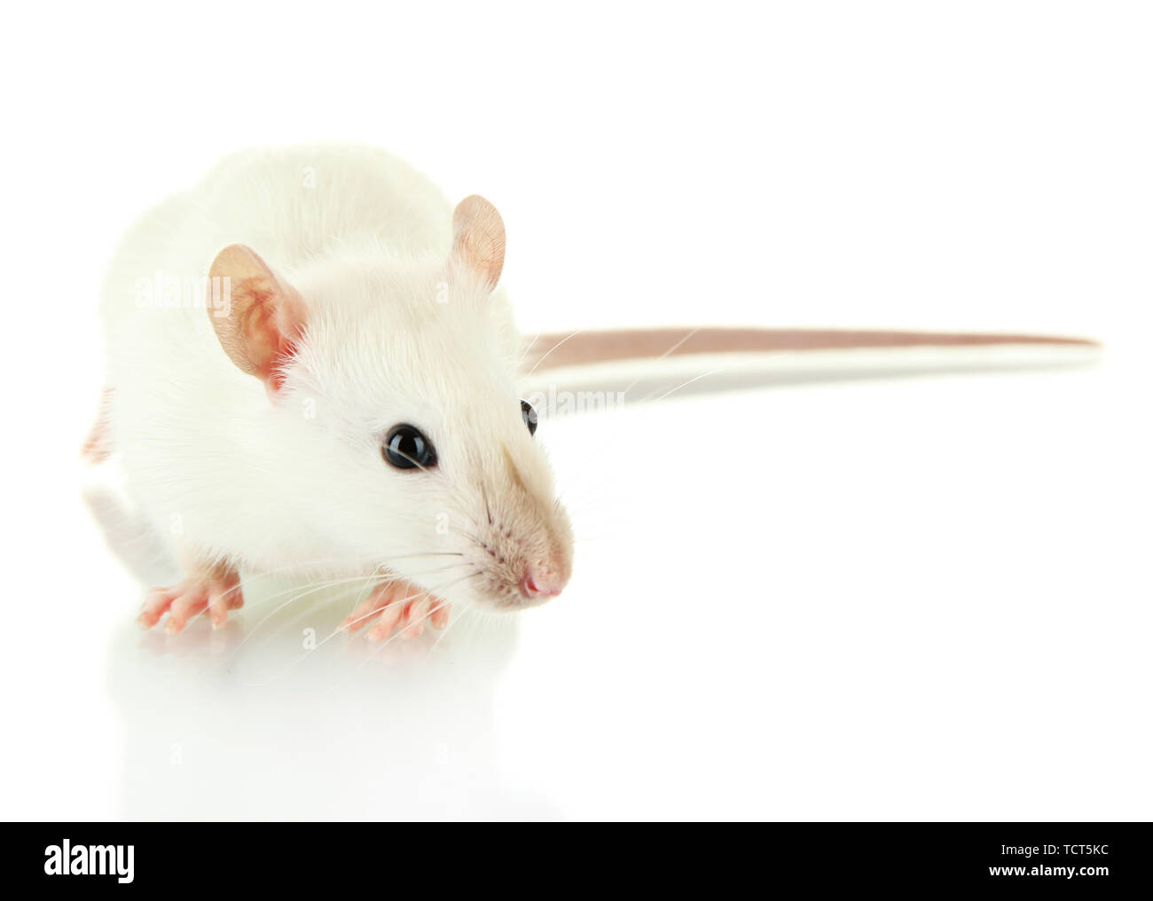 funny little rat, isolated on white Stock Photo - Alamy