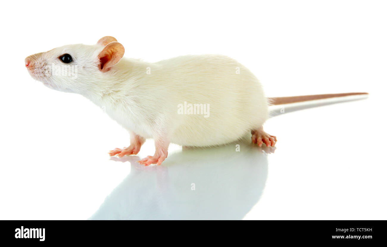 funny little rat, isolated on white Stock Photo - Alamy