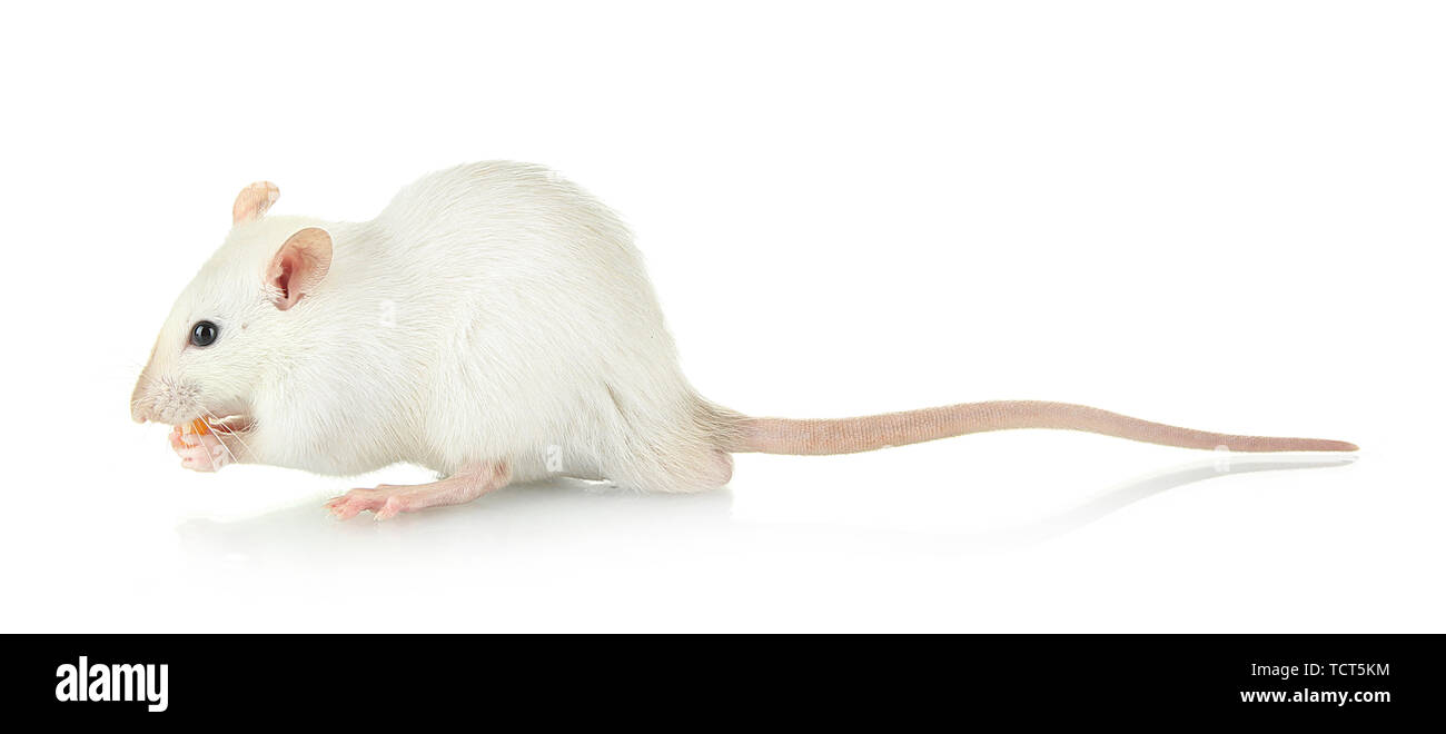 funny little rat with food, isolated on white Stock Photo - Alamy