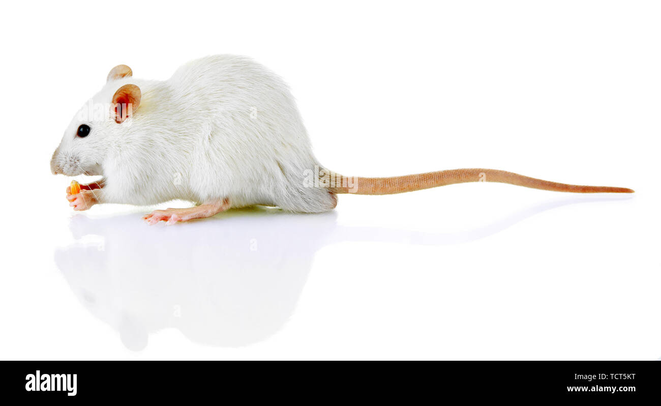 funny little rat with food, isolated on white Stock Photo - Alamy