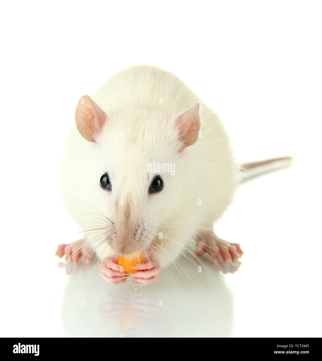 funny little rat with food, isolated on white Stock Photo - Alamy