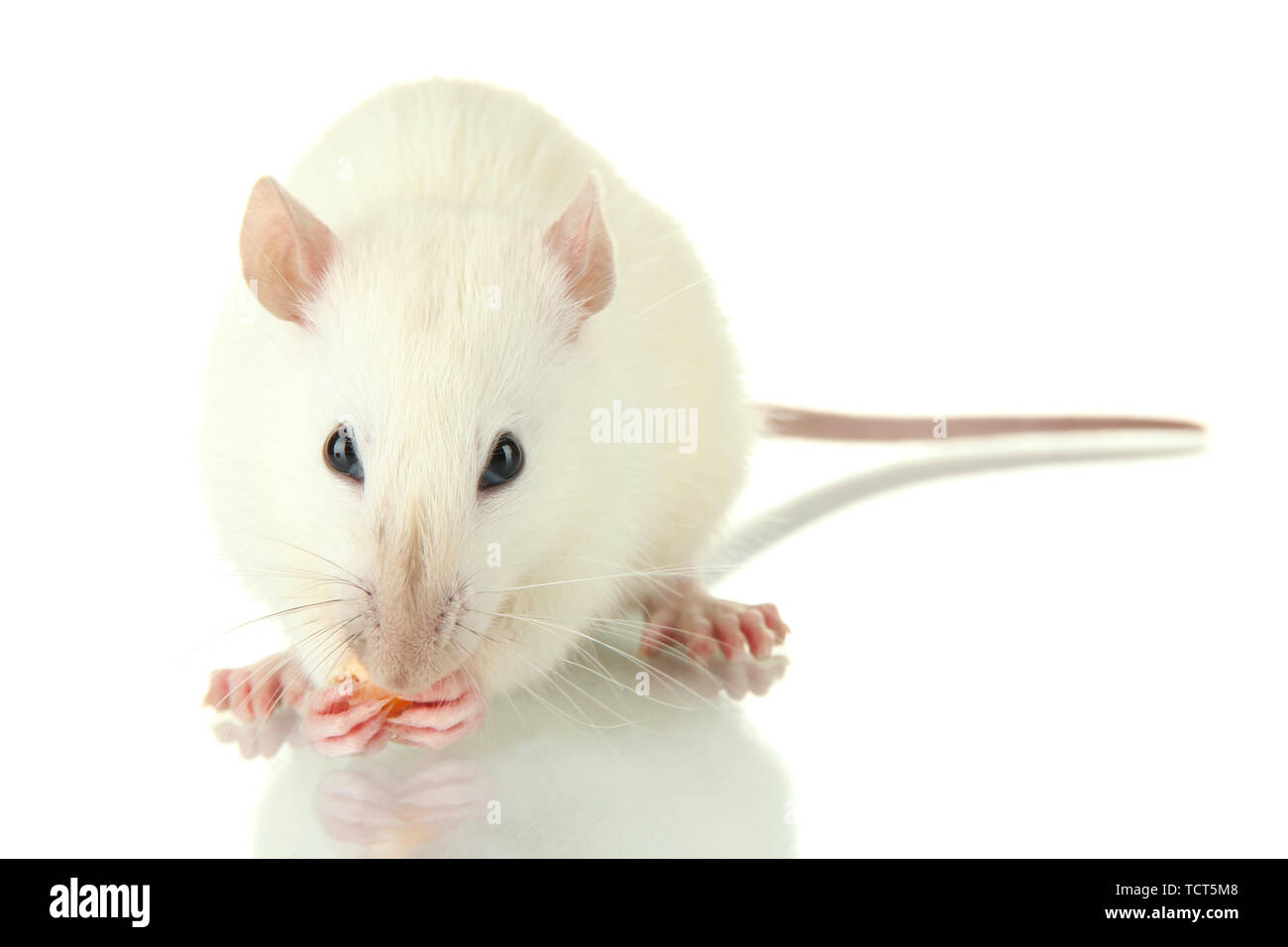 funny little rat with food, isolated on white Stock Photo - Alamy