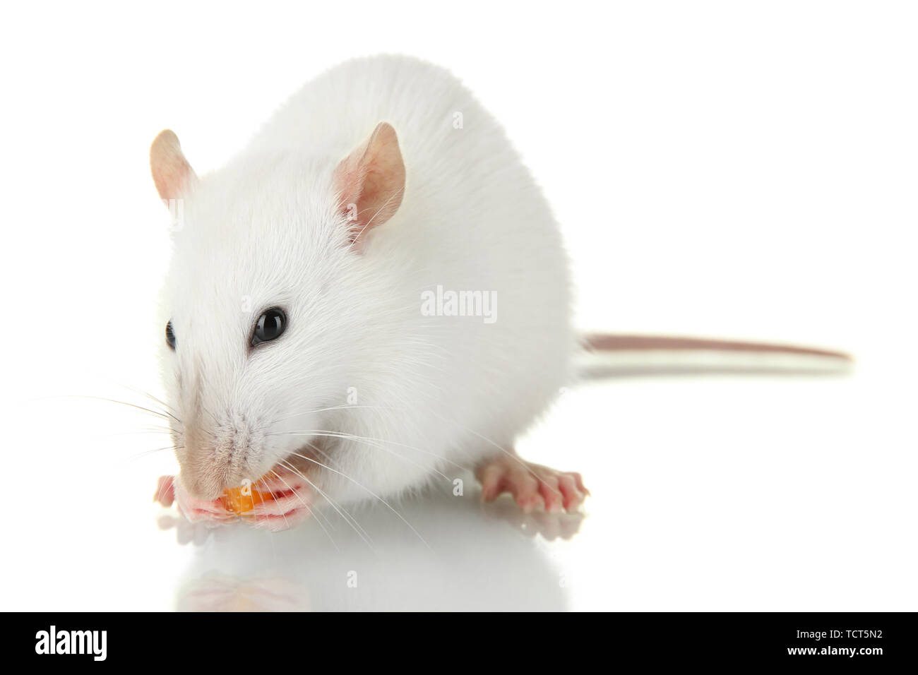 funny little rat with food, isolated on white Stock Photo - Alamy