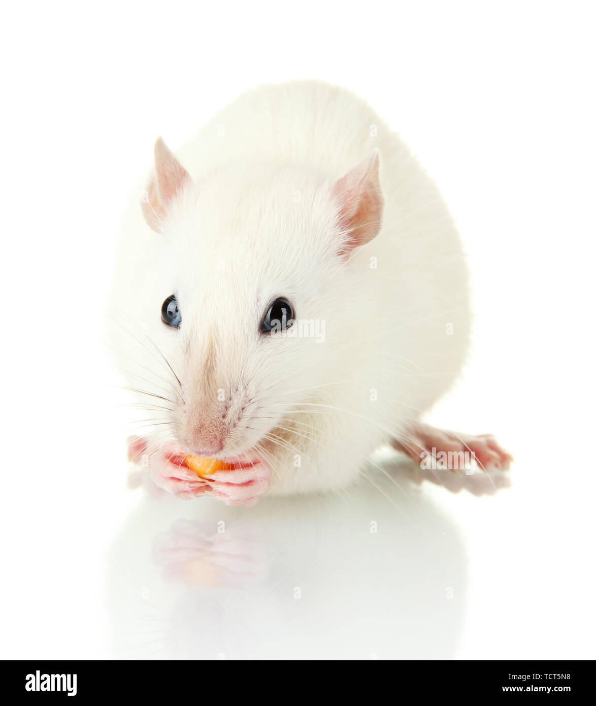funny little rat with food, isolated on white Stock Photo - Alamy