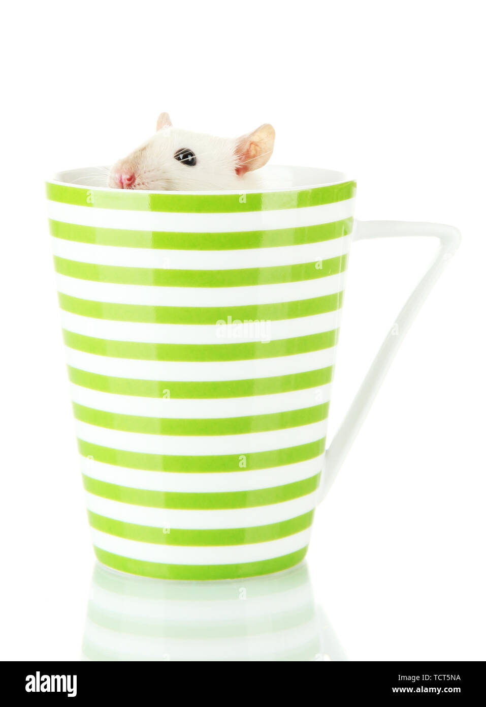 funny little rat in cup, isolated on white Stock Photo - Alamy