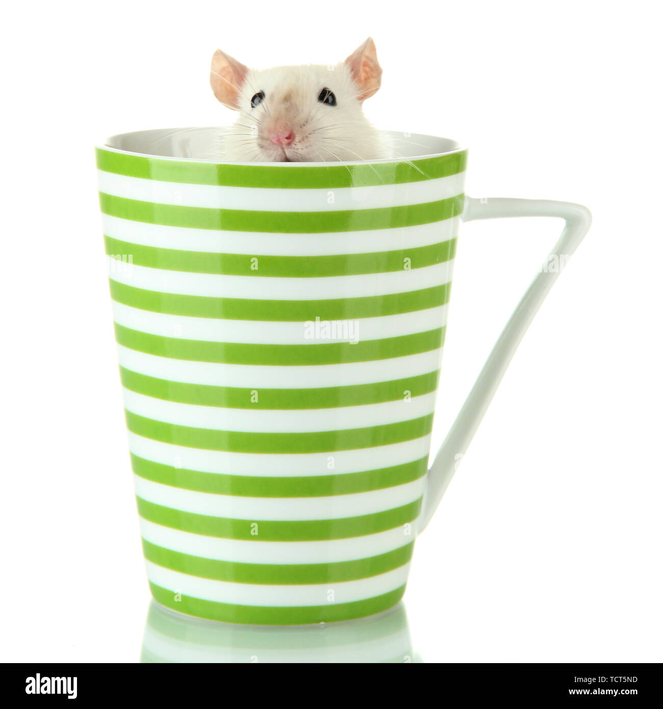 funny little rat in cup, isolated on white Stock Photo - Alamy