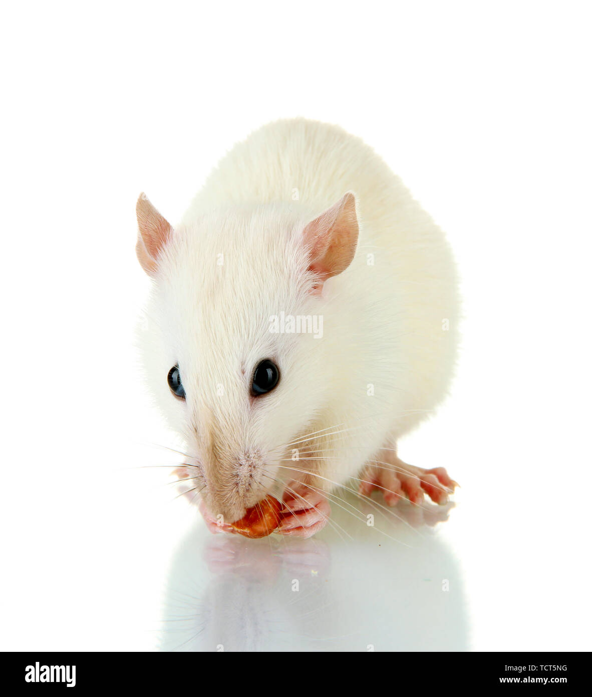 funny little rat with food, isolated on white Stock Photo - Alamy