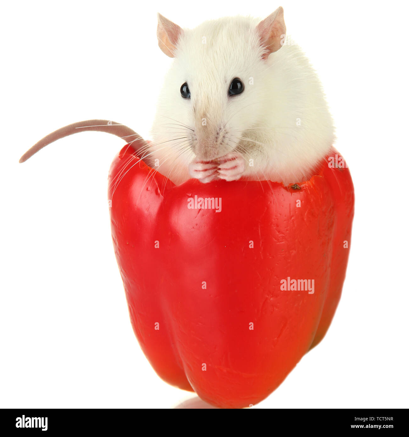 funny little rat in papper, isolated on white Stock Photo - Alamy