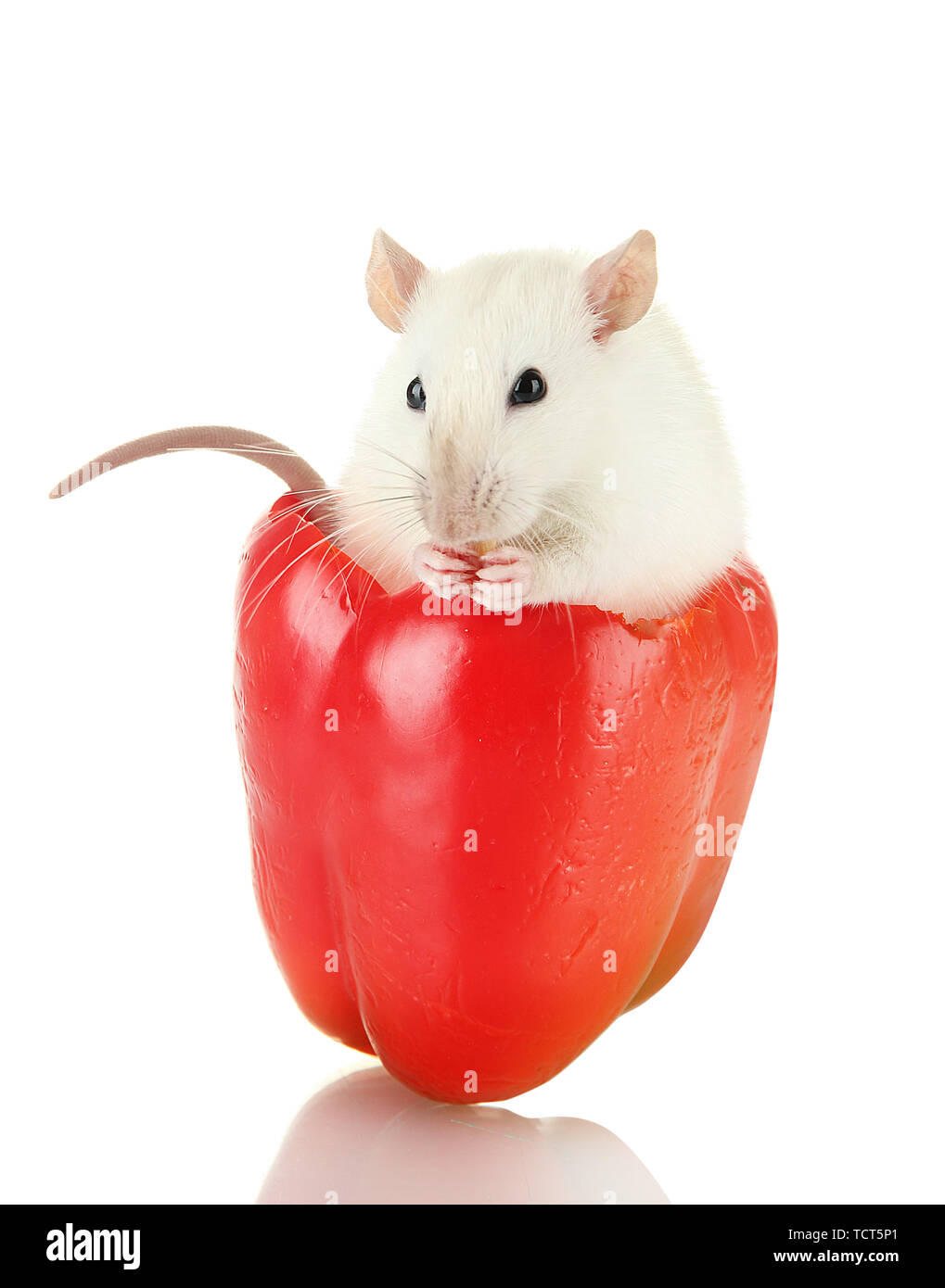 funny little rat in papper, isolated on white Stock Photo - Alamy