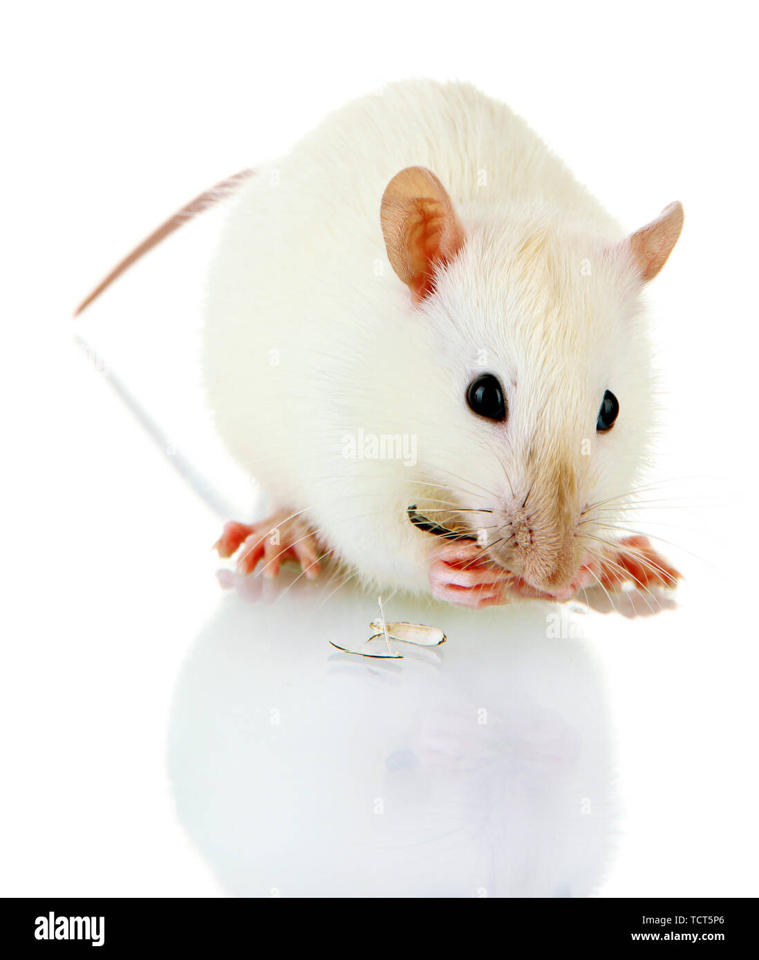 funny little rat with food, isolated on white Stock Photo - Alamy