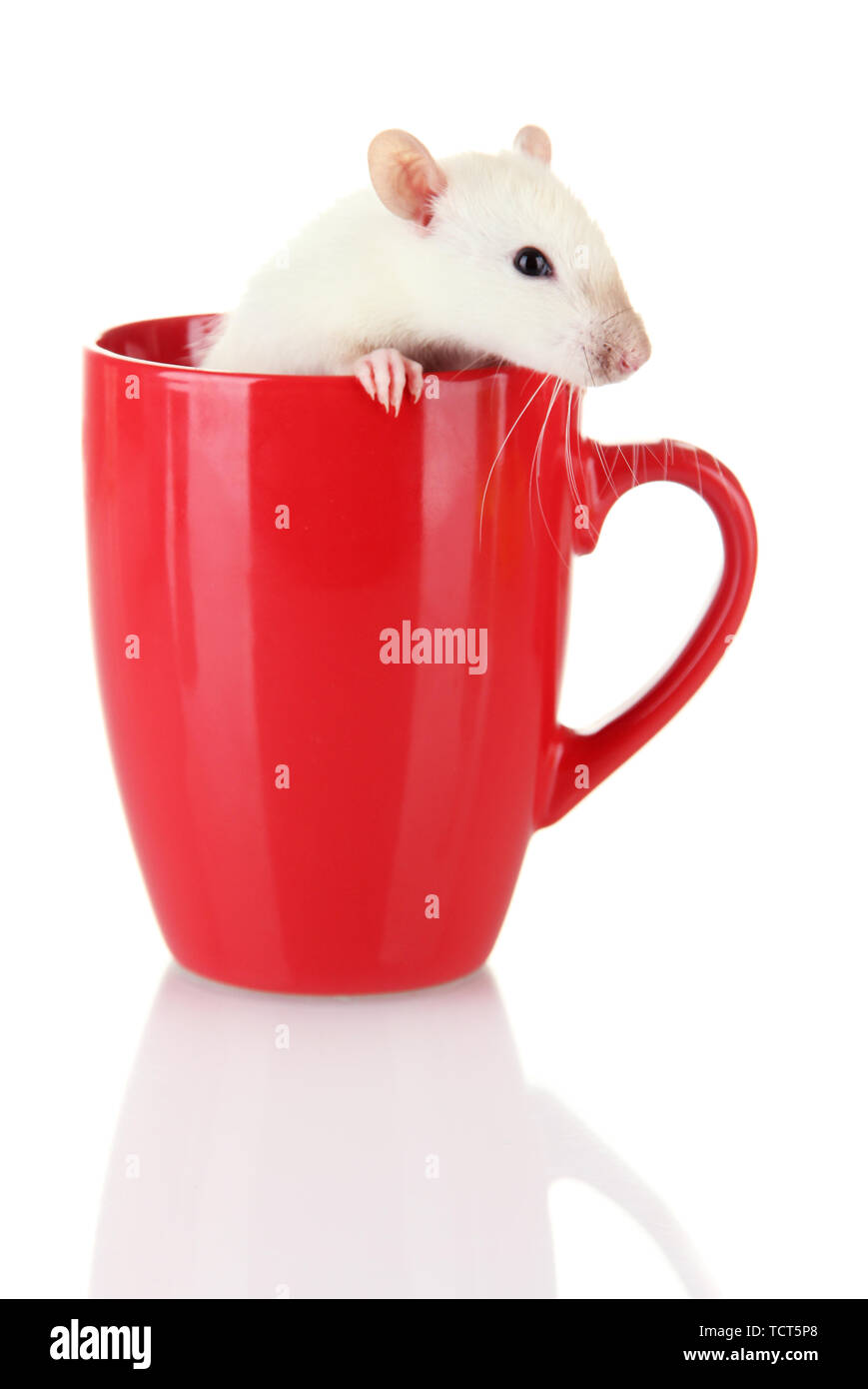 funny little rat in cup, isolated on white Stock Photo - Alamy