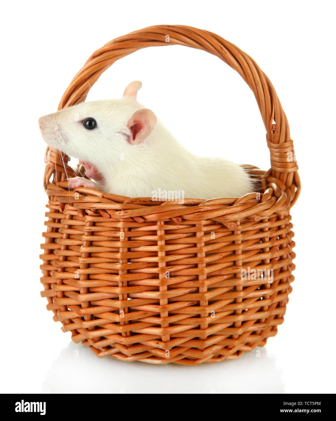 funny little rat in basket, isolated on white Stock Photo - Alamy