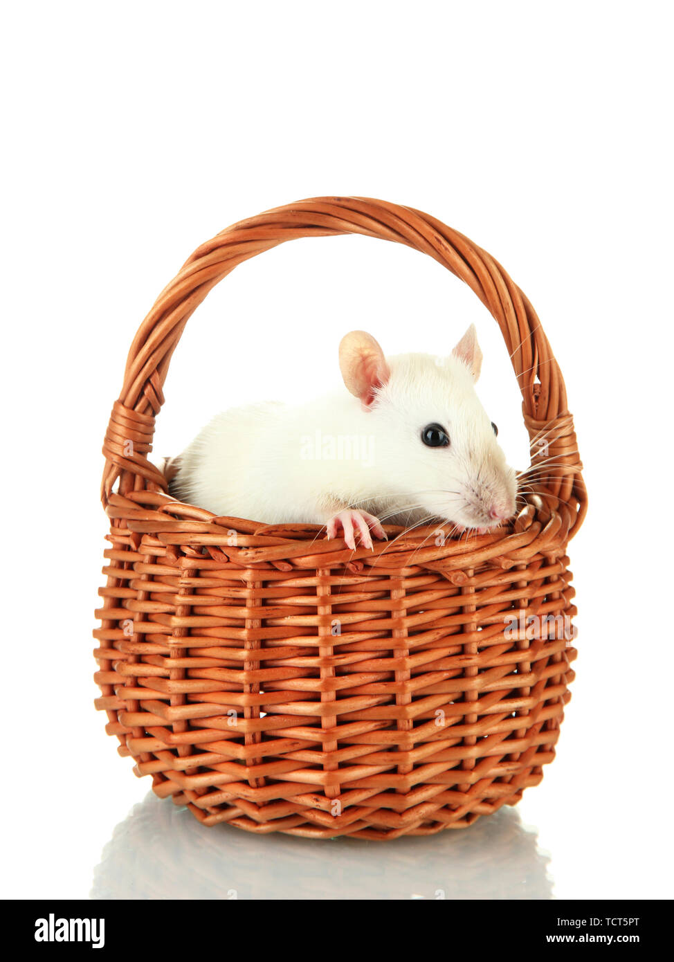 funny little rat in basket, isolated on white Stock Photo - Alamy