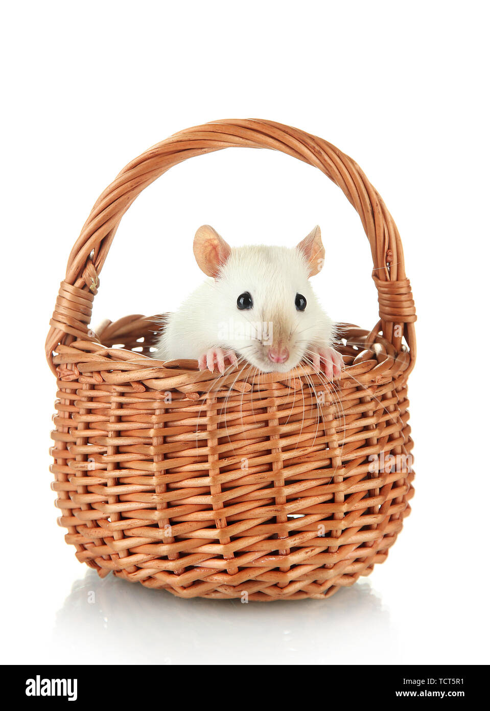 funny little rat in basket, isolated on white Stock Photo - Alamy